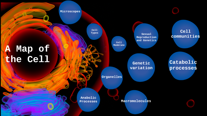Map of the Cell by Nadia Lischke on Prezi