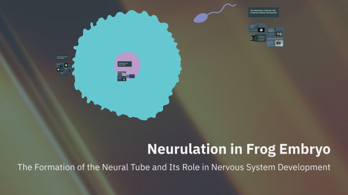 Neurulation in Frog Embryo by vanshita vanshita on Prezi