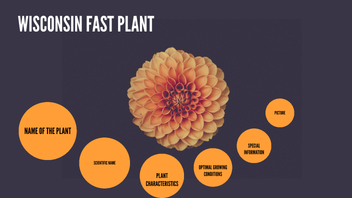 Wisconsin Fast Plant by Airlia Parish on Prezi
