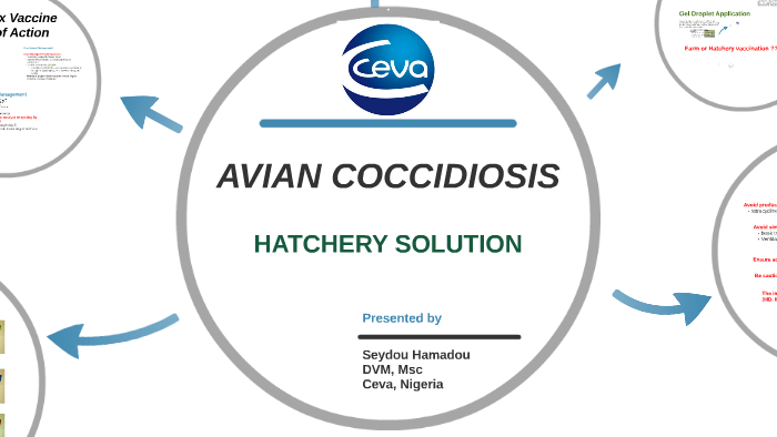 Solving avian coccidiosis issues with IMMUCOX by Bobby Ross on Prezi