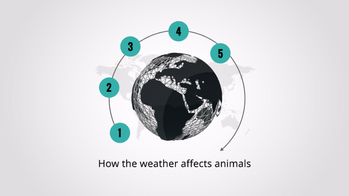 how does weather affects the animals by juan araque on Prezi