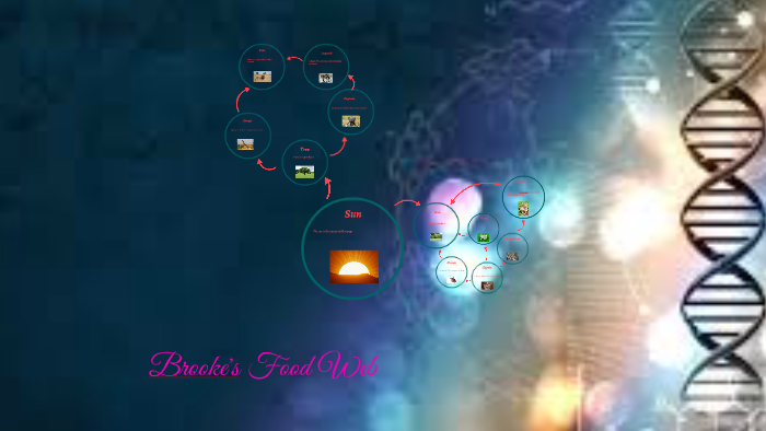 Brooke's Food Web by brooke crites on Prezi