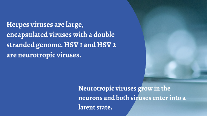 Herpes Simplex Type 1 and 2 by Christy Guerrero on Prezi