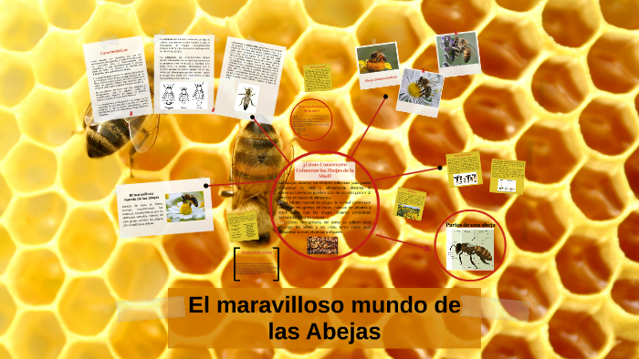 El maravilloso mundo de las abejas by Mariela Larrinaga on Prezi