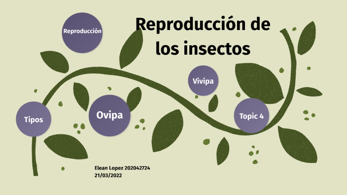 Reproducción de los insectos by Usagi Lopez on Prezi