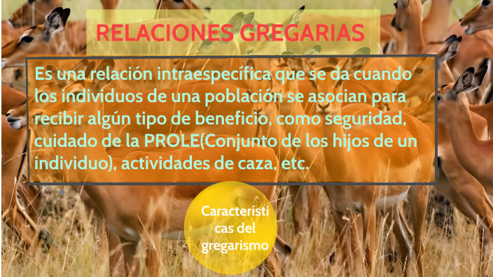relaciones gregarias by playdix_ on Prezi