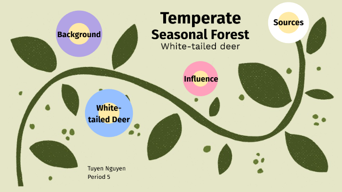 Temperate Season Forest Keystone Species by Tuyen Nguyen on Prezi