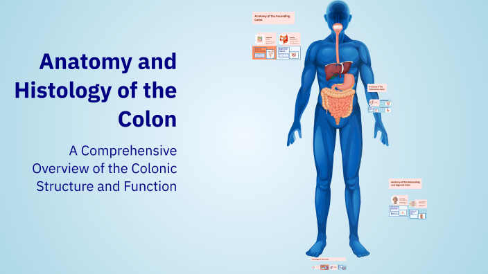 Anatomy and Histology of the Colon by false_alarm07 on Prezi