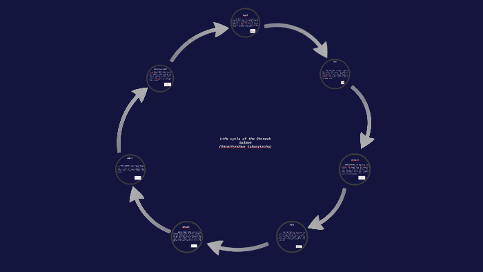 Chinook Salmon Life Cycle by Amae Merrill on Prezi