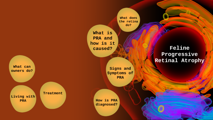 Feline Progressive Retinal Atrophy by Fatima Alkhalaf on Prezi