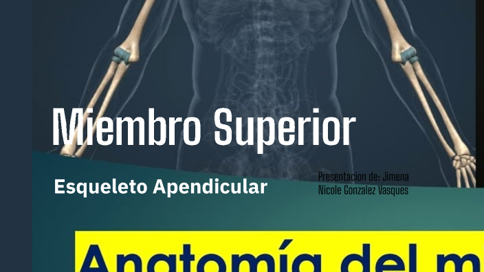 Miembro Superior by jimena nicole gonzalez vasques on Prezi