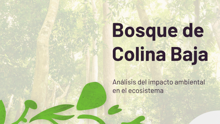 Bosque de Colina Baja by abraham requiz on Prezi