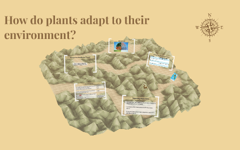 How do plants adapt to their environment? by Ed Clarke on Prezi