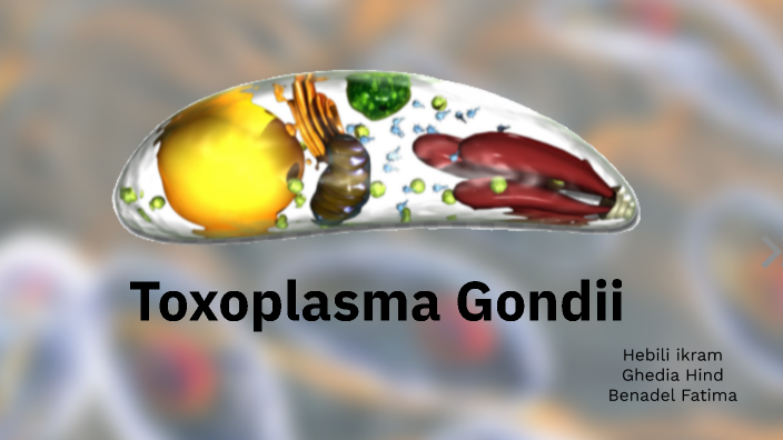 toxoplasma gondii by Ikram Hebili on Prezi