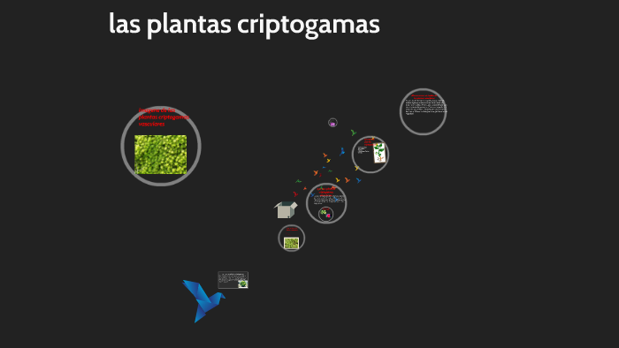 las plantas criptogamas by dara rachel hernandez torres on Prezi