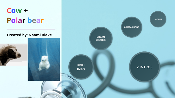 The Digestive system of a Holstein Cow & Polar bear by NB - 07DC 783890 ...