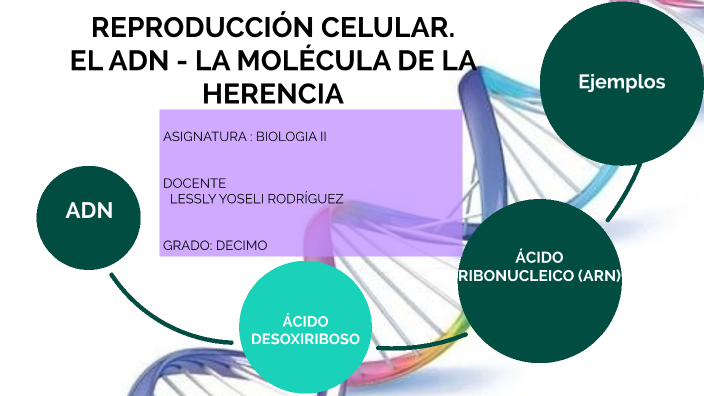 Reproducción Celular ADN by Lessly Yoseli Rodriguez MIranda on Prezi