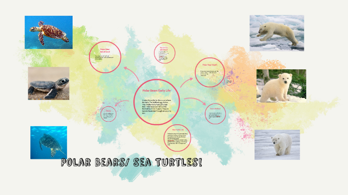 Polar Bears/ Sea Turtles! by Kylie Mylin on Prezi