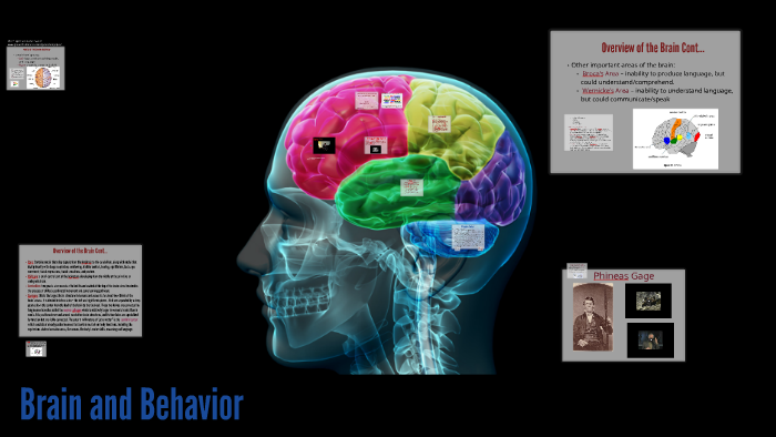Brain and Behavior by Grace Weiner on Prezi