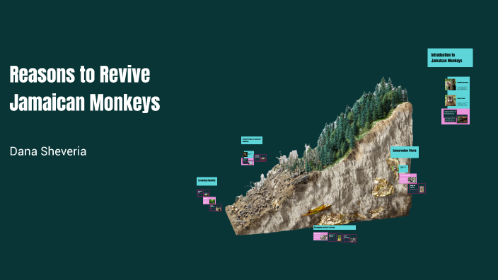 Reasons to Revive Jamaican Monkeys by Dana Sheveria on Prezi
