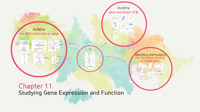 Studying Gene Expression and Function by 승훈 이 on Prezi