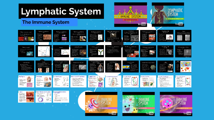 Anatomy & Physiology: Lymphatic System by Katharine Higgins on Prezi