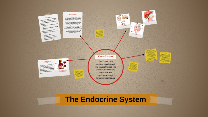 The Endocrine System by Hannah Oviya on Prezi