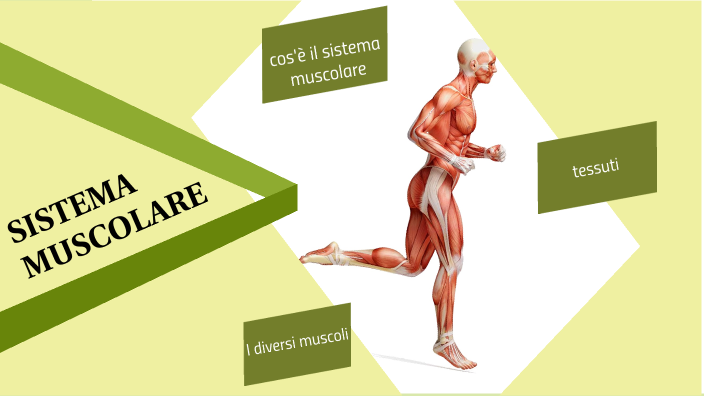 sistema muscolare by Giuseppe Pisani on Prezi