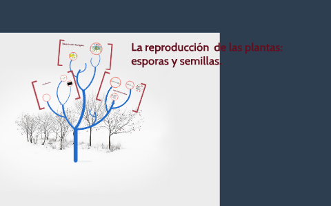 La reproducción de las plantas: esporas y semillas by arancha barcelo ...