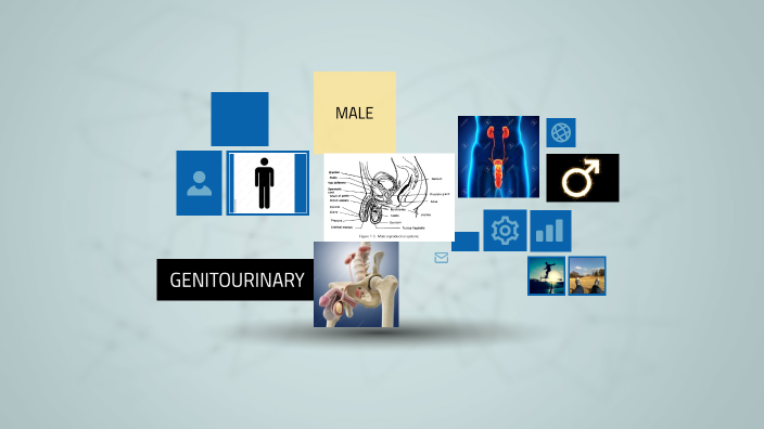 male GU system by Jessy Pygeol on Prezi