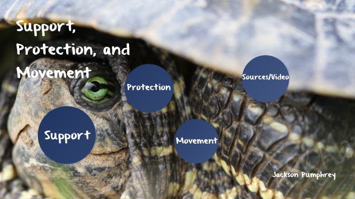 Support, Protection, and Movement by Jackson Pumphrey on Prezi