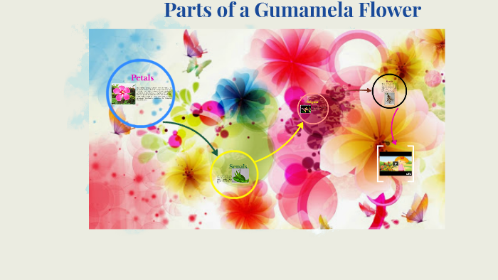 Parts Of Gumamela Flower And Their Functions Ppt | Best Flower Site
