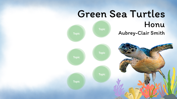 Green Sea Turtle Presentation by Aubrey-Clair Smith on Prezi