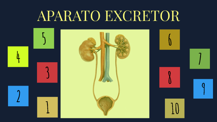 SISTEMA EXCRETOR 2 by isabella florentin on Prezi