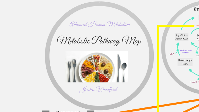 Metabolic Pathway Map by Jessica Woodford on Prezi