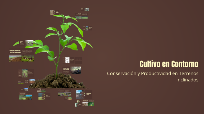 Cultivo en Contorno by Santiago Broncano on Prezi