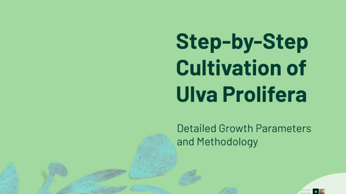 Step-by-Step Cultivation of Ulva Prolifera by Ian LI on Prezi