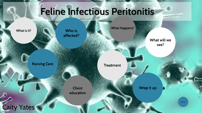 Feline Infectious Peritonitis by Caitlyn Yates on Prezi