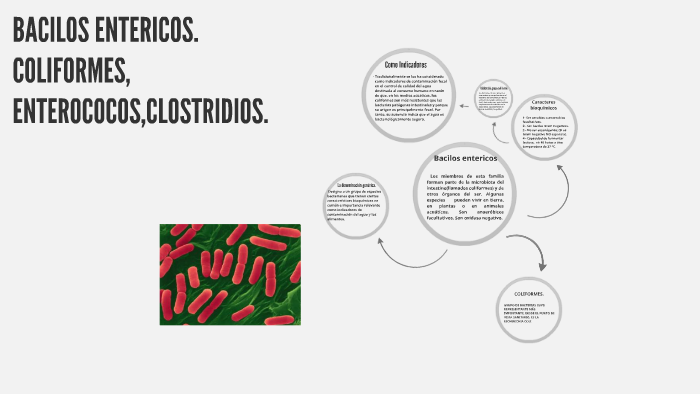 BACILOS ENTERICOS, COLIFORMES, ENTEROCOCOS,CLOSTRIDIOS. by ruben flores ...