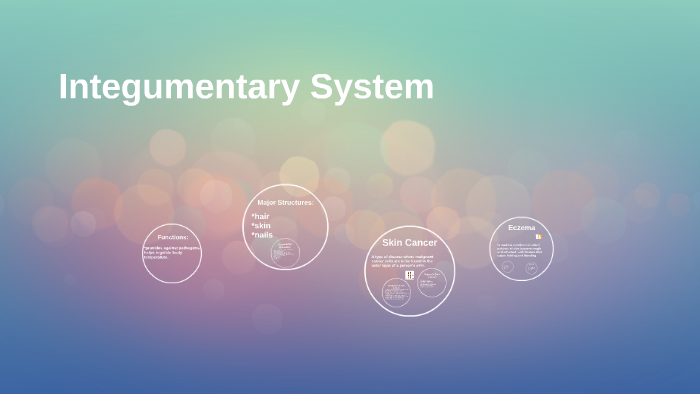 Integumentary System by on Prezi