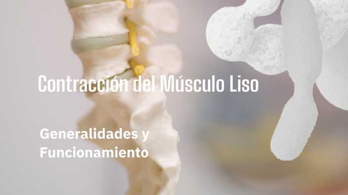 Contracción del Músculo Liso by Oscar Eduardo Rodriguez Montana on Prezi