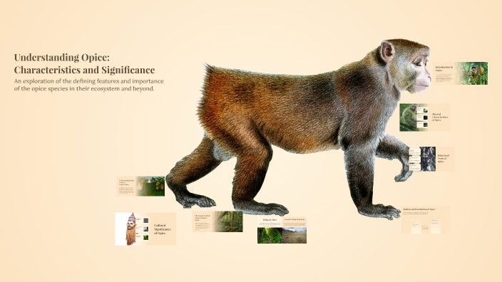 Understanding Monkeys: Characteristics and Significance by Adam ...