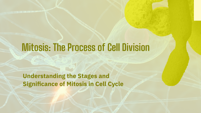 Mitosis: The Process of Cell Division by Maria Rasheed on Prezi