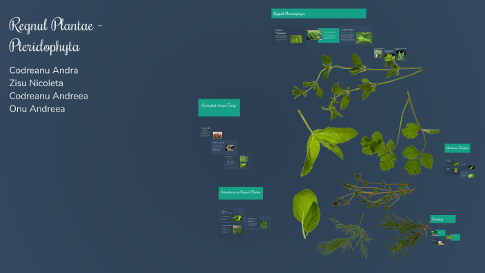 Regnul Plantae - Pteridophyta by Andra Gabriela Codreanu on Prezi