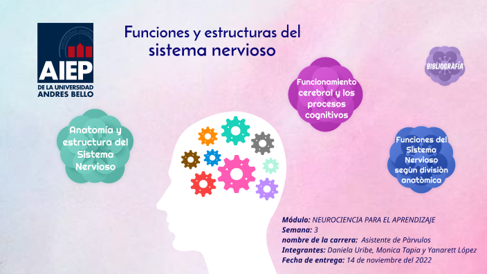 funciones y estructuras del sistema nervioso by Monica Tapia on Prezi