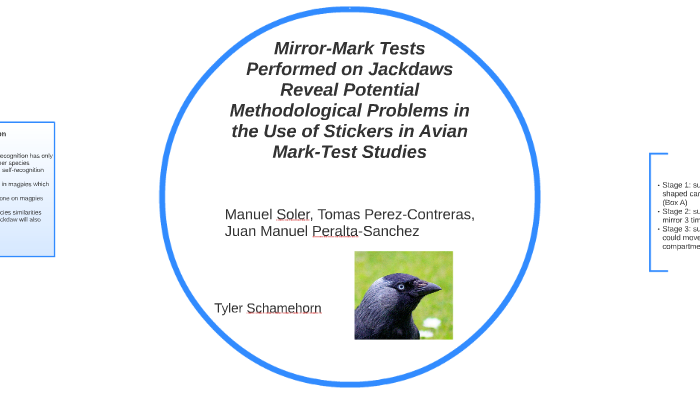 Mirror-Mark Tests Performed on Jackdaws Reveal Potential Met by Tyler ...