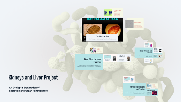 Kidneys and Liver Project by Jacob PUDDY on Prezi