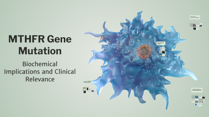 MTHFR Gene Mutation by zeinab aly on Prezi