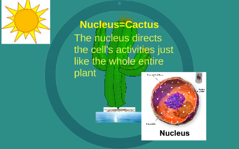 Compare plant cell and cactus by Fernando Carrillo on Prezi