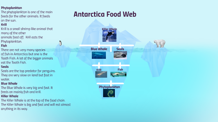 Antarctica Food Web by Ainsley Fort on Prezi